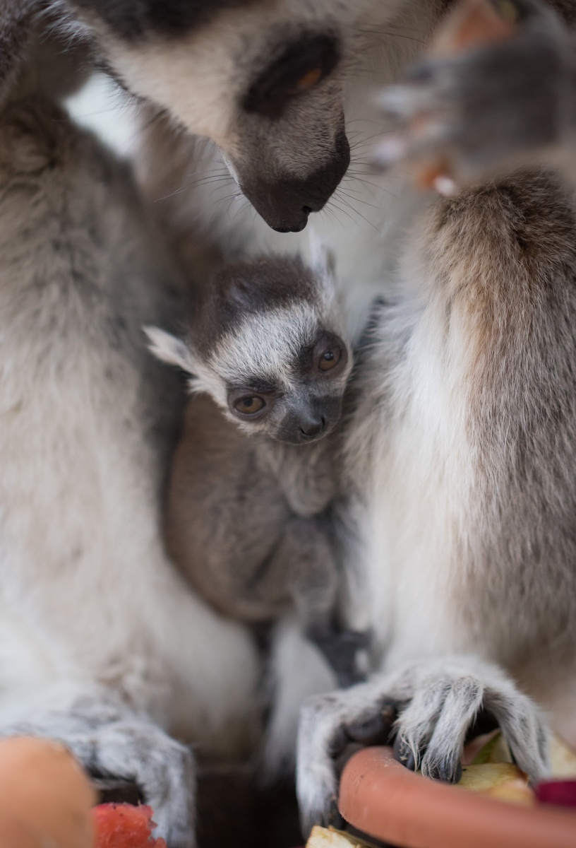 Adorable lemur babies at the zoo